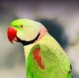 Green Parrot Price Latest Updates Get It Now - Parrots for Sale
