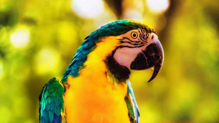 Macaw Parrot Price in Pakistan Guide (2023) - Parrots for Sale