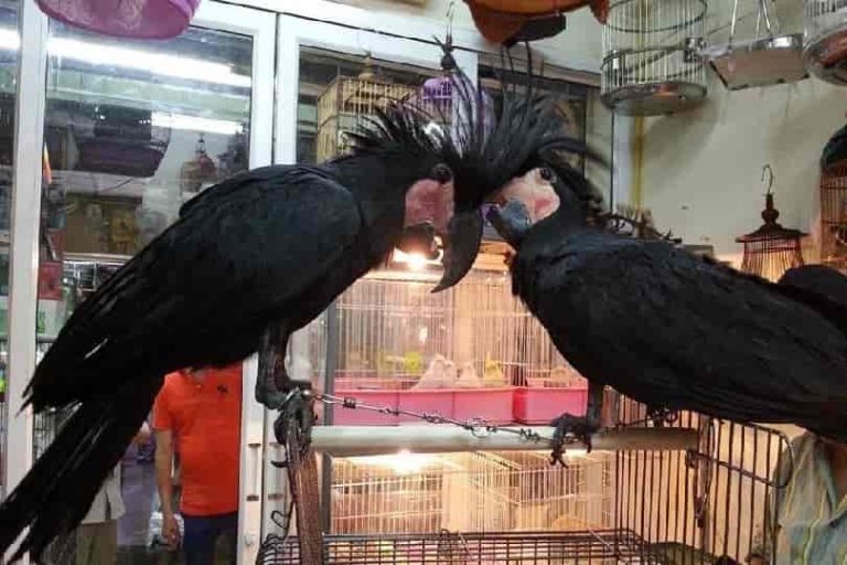 Parrots Price in Pakistan - Low Price Parrots for Sale