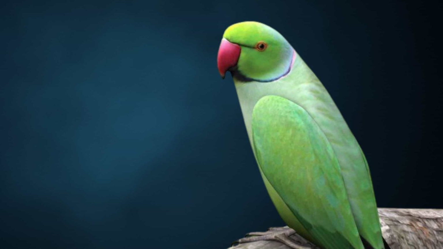 Parrots Price in Pakistan - Low Price Parrots for Sale