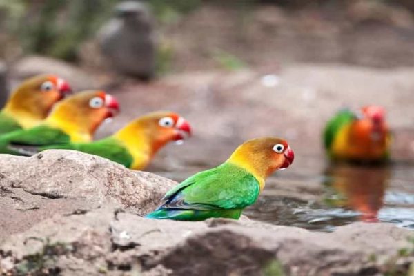 Fisher Parrot Price in Pakistan Guide (2022) Latest - Parrots for Sale
