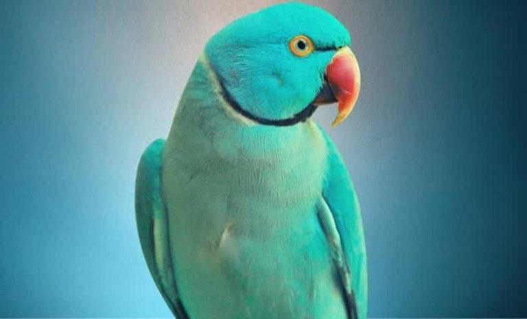 Blue Ringneck Parrot Price Recent Updates (2023) - Parrots for Sale