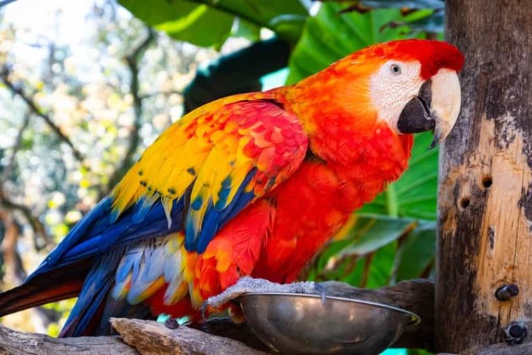 Macaw Parrot Price in Pakistan Guide (2023) - Parrots for Sale