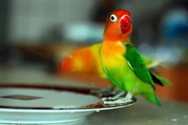Fisher Parrot Price in Pakistan Guide (2022) Latest - Parrots for Sale