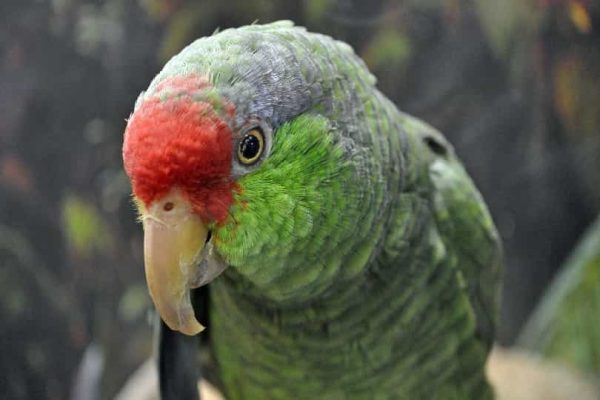 Amazon Parrots Traits that You Never Knew - Parrots for Sale