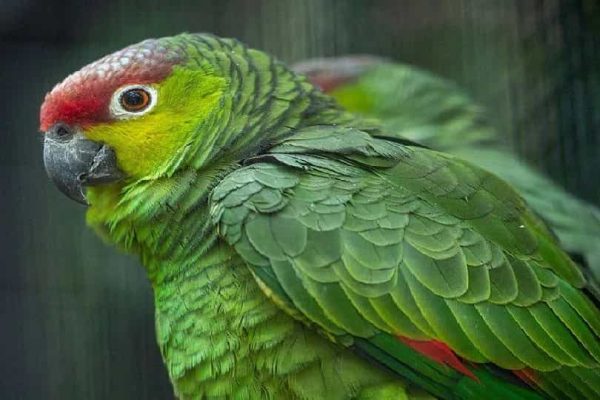 Amazon Parrots Traits that You Never Knew - Parrots for Sale