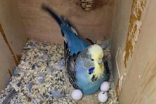 Exhibition Budgies Price in Pakistan - Parrots for Sale