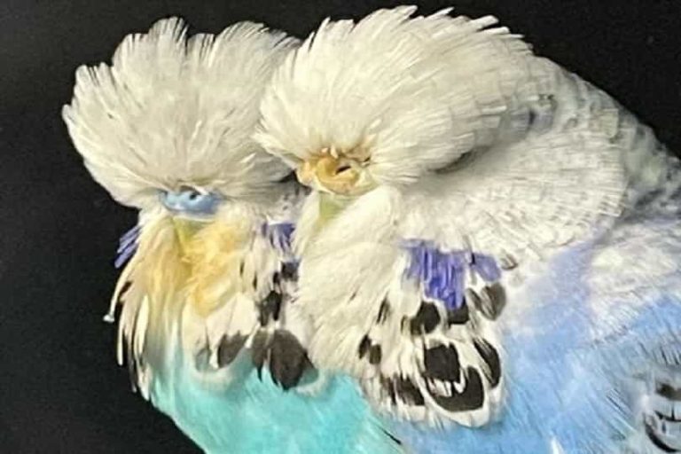 Parrots Price in Pakistan - Low Price Parrots for Sale